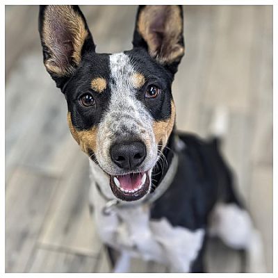 Eustis, FL - Hound (Unknown Type)/Rat Terrier. Meet Star a Pet for ...