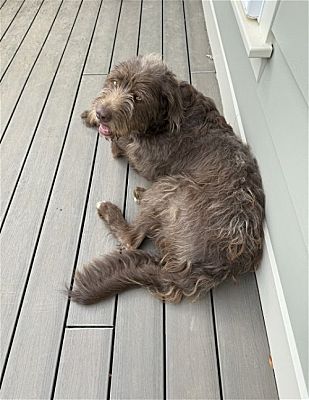 Georgetown, KY - German Wirehaired Pointer/Irish Wolfhound. Meet Moose ...