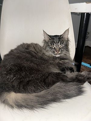 Atlanta, GA - Tabby. Meet Chewy a Pet for Adoption - AdoptaPet.com