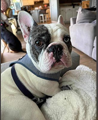 Kelowna, BC - French Bulldog. Meet Seasel - Adoption Pending a Pet for ...
