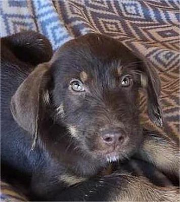 Pittsburgh, PA - German Wirehaired Pointer/Poodle (Standard). Meet ...