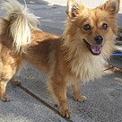 Pomeranian Puppies - Pomeranian Rescue and Adoption Near You