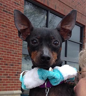 Olive Branch, MS - Miniature Pinscher/Manchester Terrier. Meet Pete ...