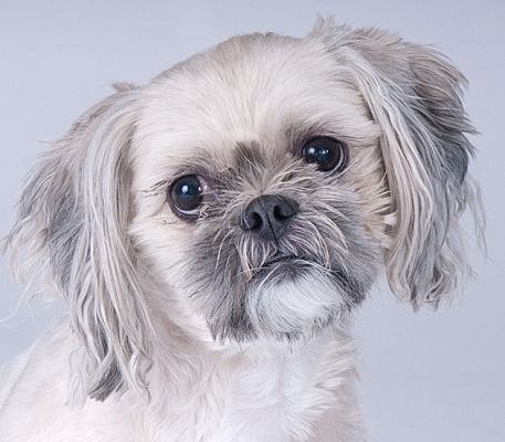 Chicago, IL - Shih Tzu/Lhasa Apso. Meet Olee a Pet for Adoption ...