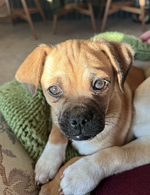 Davis, CA - Pug/Chihuahua. Meet Puppy Eclair a Pet for Adoption ...