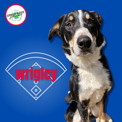Troy, VA - Border Collie. Meet Wrigley a Pet for Adoption - AdoptaPet.com