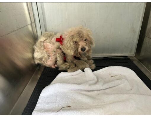 Austin, TX - Poodle (Miniature). Meet *PEARL a Pet for Adoption ...