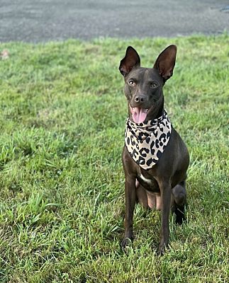 Washington, DC - Labrador Retriever. Meet Java Hershey a Pet for ...