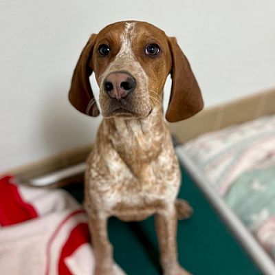Kanab, UT - English (Redtick) Coonhound. Meet Spanky a Pet for Adoption ...