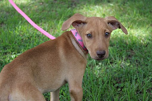 Johnston, RI - Rhodesian Ridgeback/Doberman Pinscher. Meet Saffron KA a ...