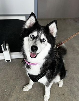 Fort Madison, IA - Siberian Husky. Meet Blu a Pet for Adoption ...