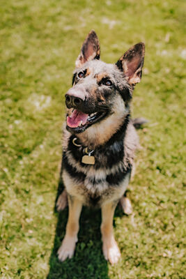 Winchester, OR - German Shepherd Dog. Meet Layla a Pet for Adoption ...