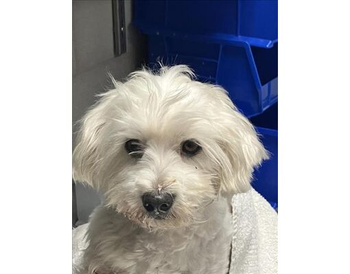 Dallas, TX - Maltese. Meet DALLAS a Pet for Adoption - AdoptaPet.com