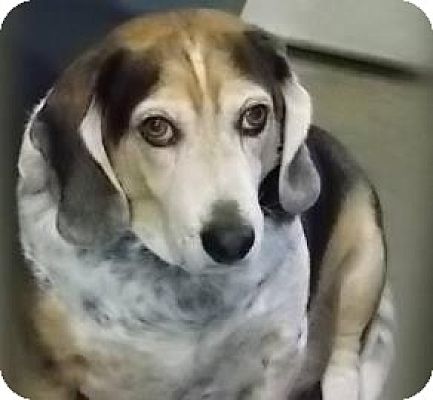 Phoenix, AZ - Beagle/Basset Hound. Meet Ziggy a Pet for Adoption ...