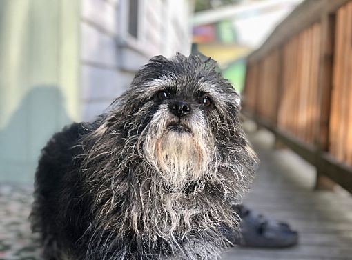 Portland, OR - Terrier (Unknown Type, Medium). Meet Wuzzy a Pet for ...