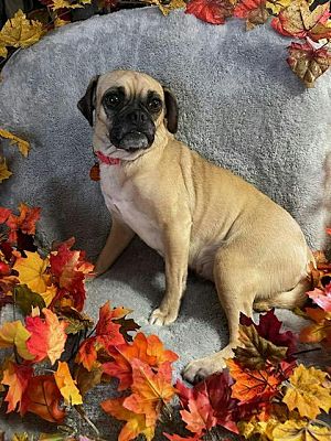 Florissant, MO - Pug. Meet Miss Puggles a Pet for Adoption - AdoptaPet.com