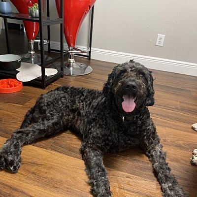 Tampa, FL - Goldendoodle/Goldendoodle. Meet Lord Farquad a Pet for ...