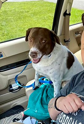 Dover, ME - Pointer/Springer Spaniel. Meet GUNNER a Pet for Adoption ...