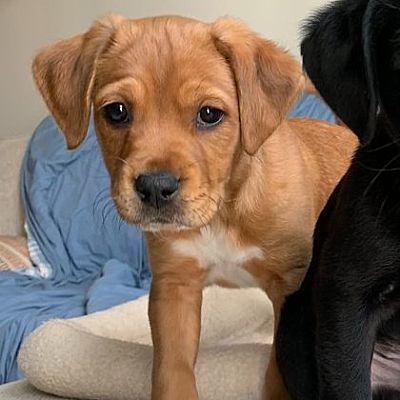 Sunnyvale, CA - Spaniel (Unknown Type)/Labrador Retriever. Meet Ollie a ...