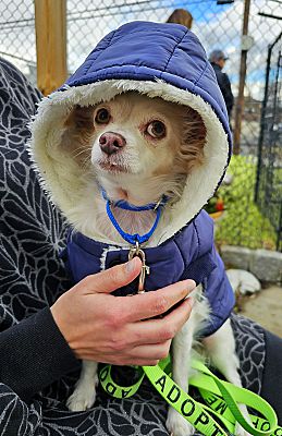 Harrison, NY - Chihuahua. Meet Georgette a Pet for Adoption - AdoptaPet.com
