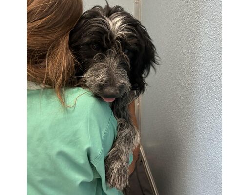 Fort Collins, CO - Wirehaired Pointing Griffon/Mixed Breed (Medium ...