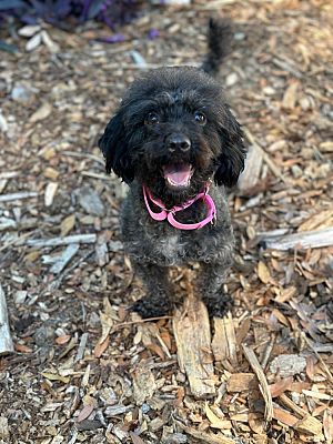 Orlando, FL - Miniature Poodle. Meet Raya Sunshine a Pet for Adoption ...