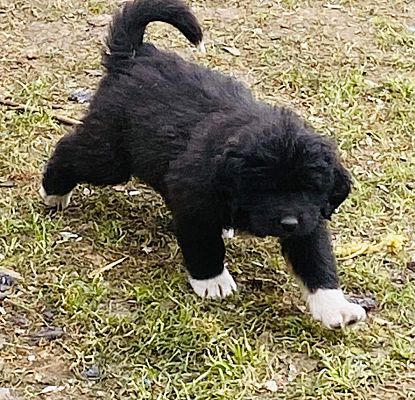 HOUSTON, TX - Newfoundland/Great Pyrenees. Meet Baloo a Pet for ...