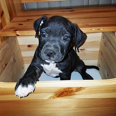 Gilbert, AZ - American Staffordshire Terrier/Labrador Retriever. Meet ...