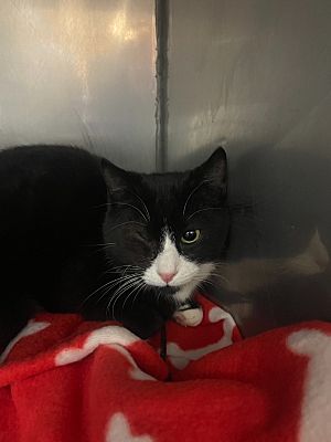 Ridgely, MD - Domestic Shorthair. Meet Lazlo a Pet for Adoption ...