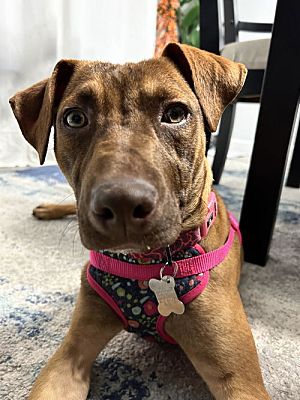 Sanford, FL - Labrador Retriever/Terrier (Unknown Type, Medium). Meet ...