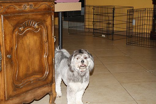 Mesa, AZ - Lhasa Apso/Poodle (Miniature). Meet Neeko a Pet for Adoption ...