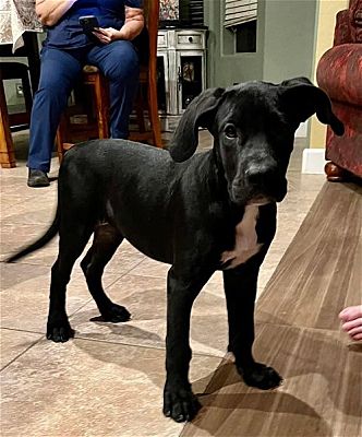Goodyear, AZ - Great Dane/Mastiff. Meet Sophia a Pet for Adoption ...