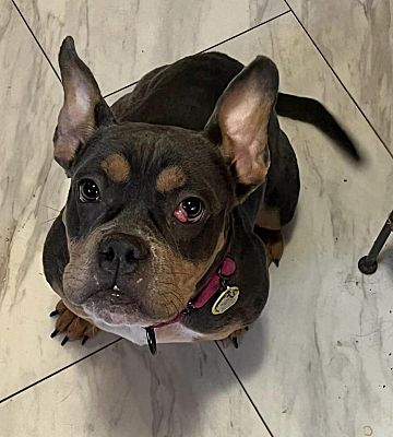 Grafton, OH - Bulldog. Meet RUBY a Pet for Adoption - AdoptaPet.com
