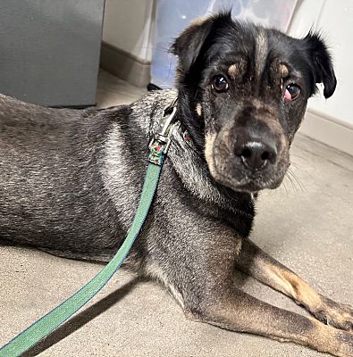 Tucson, AZ - Shepherd (Unknown Type)/Shar Pei. Meet NANNA a Pet for ...