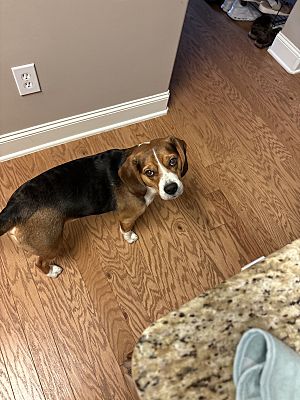 Owens Cross Roads, AL - Beagle. Meet Milo a Pet for Adoption ...