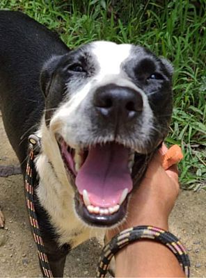 New York, NY - Border Collie/Canaan Dog. Meet COOKIE - Total Sweetheart ...