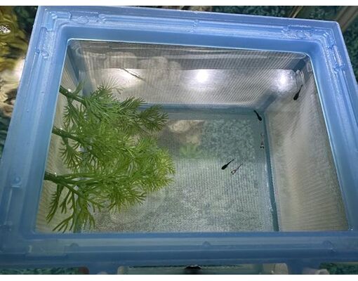 Pueblo, CO - Fish. Meet FLOUNDER a Pet for Adoption - AdoptaPet.com