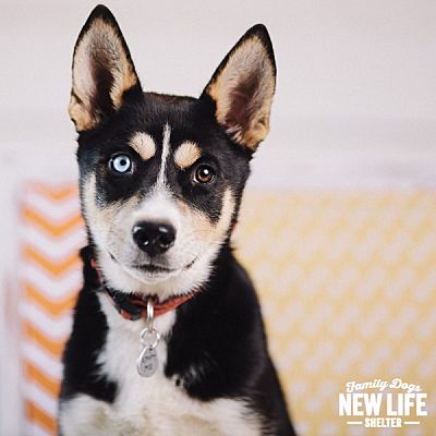 Portland, OR - Siberian Husky/Border Collie. Meet Kestral a Pet for ...