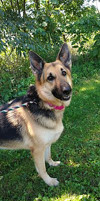 New Ringgold, PA - German Shepherd Dog. Meet Nyx a Pet for Adoption ...