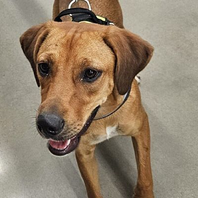Kirksville, MO - Beagle/Coonhound. Meet EMBER a Pet for Adoption ...