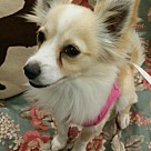 Papillon Puppies - Papillon Rescue and Adoption Near You