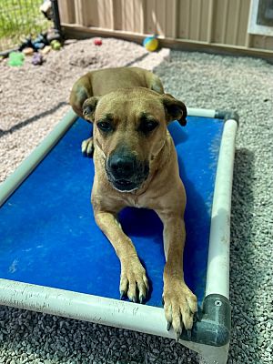 Aurora, CO - Rhodesian Ridgeback/Black Mouth Cur. Meet Cinnamon a Pet ...