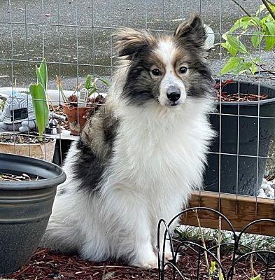 Silverdale, WA - Sheltie, Shetland Sheepdog. Meet Hope - In Foster a ...