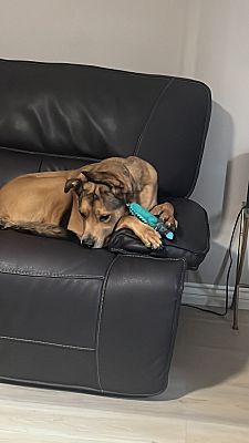 Phoenix, AZ - Alaskan Malamute/Great Dane. Meet Lufie a Pet for ...