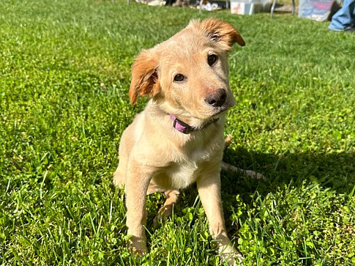 Greensboro, NC - Golden Retriever/Labrador Retriever. Meet Cece a Pet ...