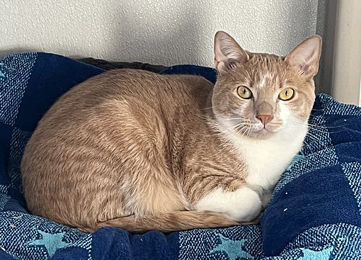 Harrison, NY - Domestic Shorthair. Meet Casey a Pet for Adoption ...