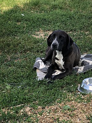 Harris, MO - Labrador Retriever/Hound (Unknown Type). Meet Grumpy a Pet ...