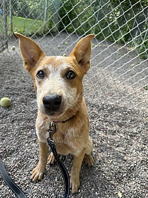 Houghton, MI - Australian Cattle Dog. Meet Maxine - Adoption Pending a ...