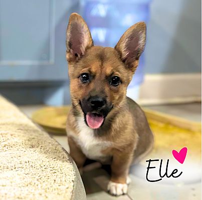 Saugus, MA - Corgi/Mixed Breed (Medium). Meet Elle a Pet for Adoption ...
