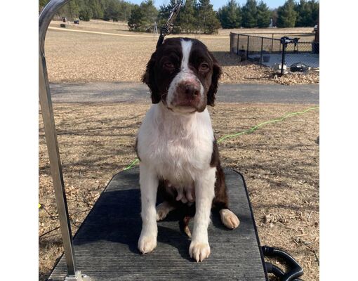 Madison, WI - English Springer Spaniel. Meet Maude a Pet for Adoption ...